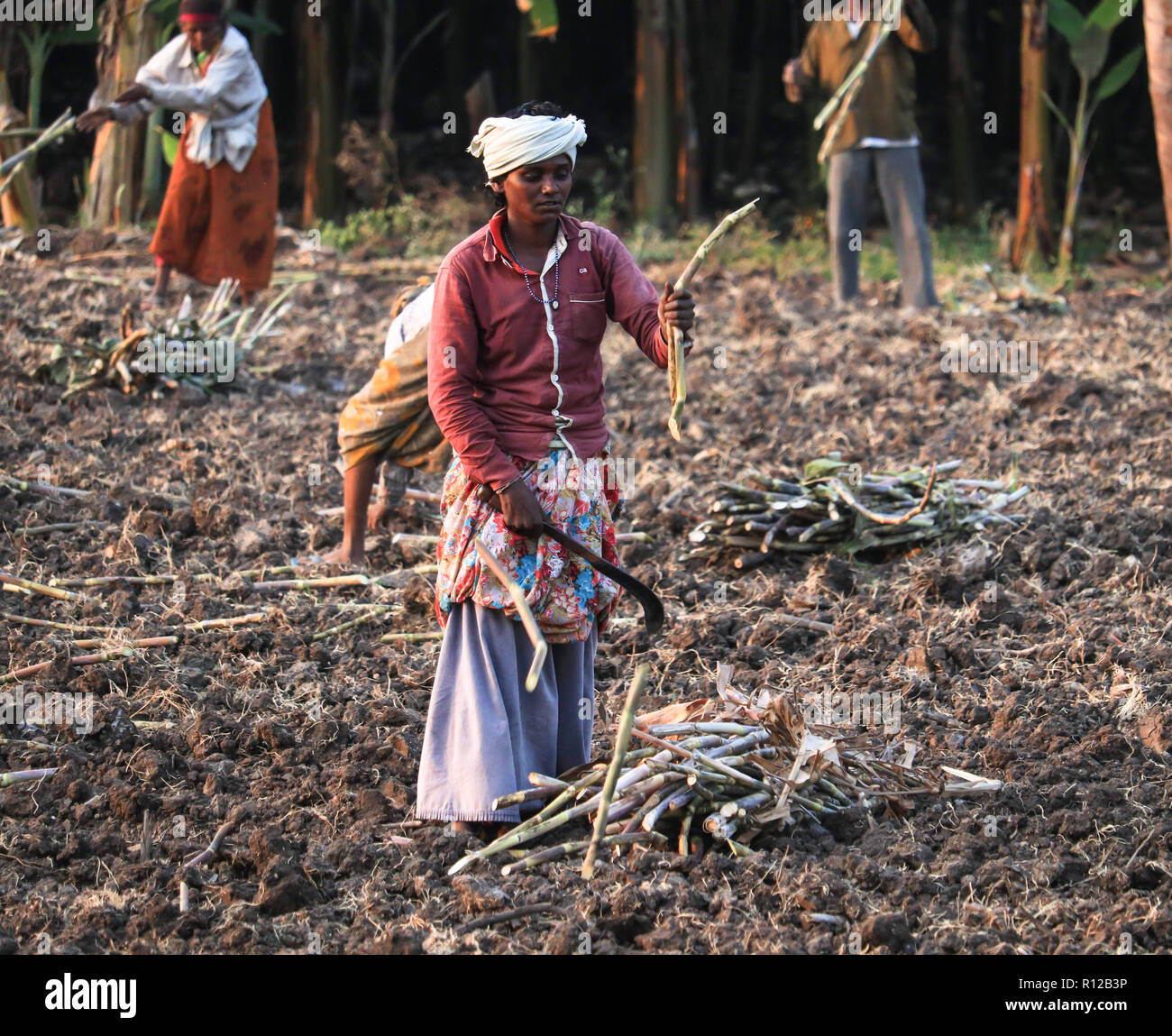 Indian agriculture hi-res stock photography and images - Alamy