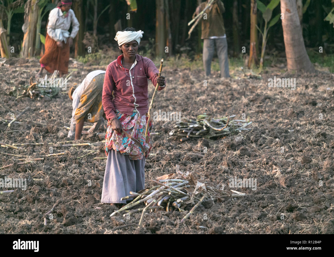 Indian rural farmers hi-res stock photography and images - Alamy