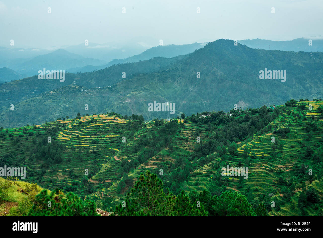 Stepping Fields - Landscape of Uttrakhand Near Bhimtal / Nainital Stock ...