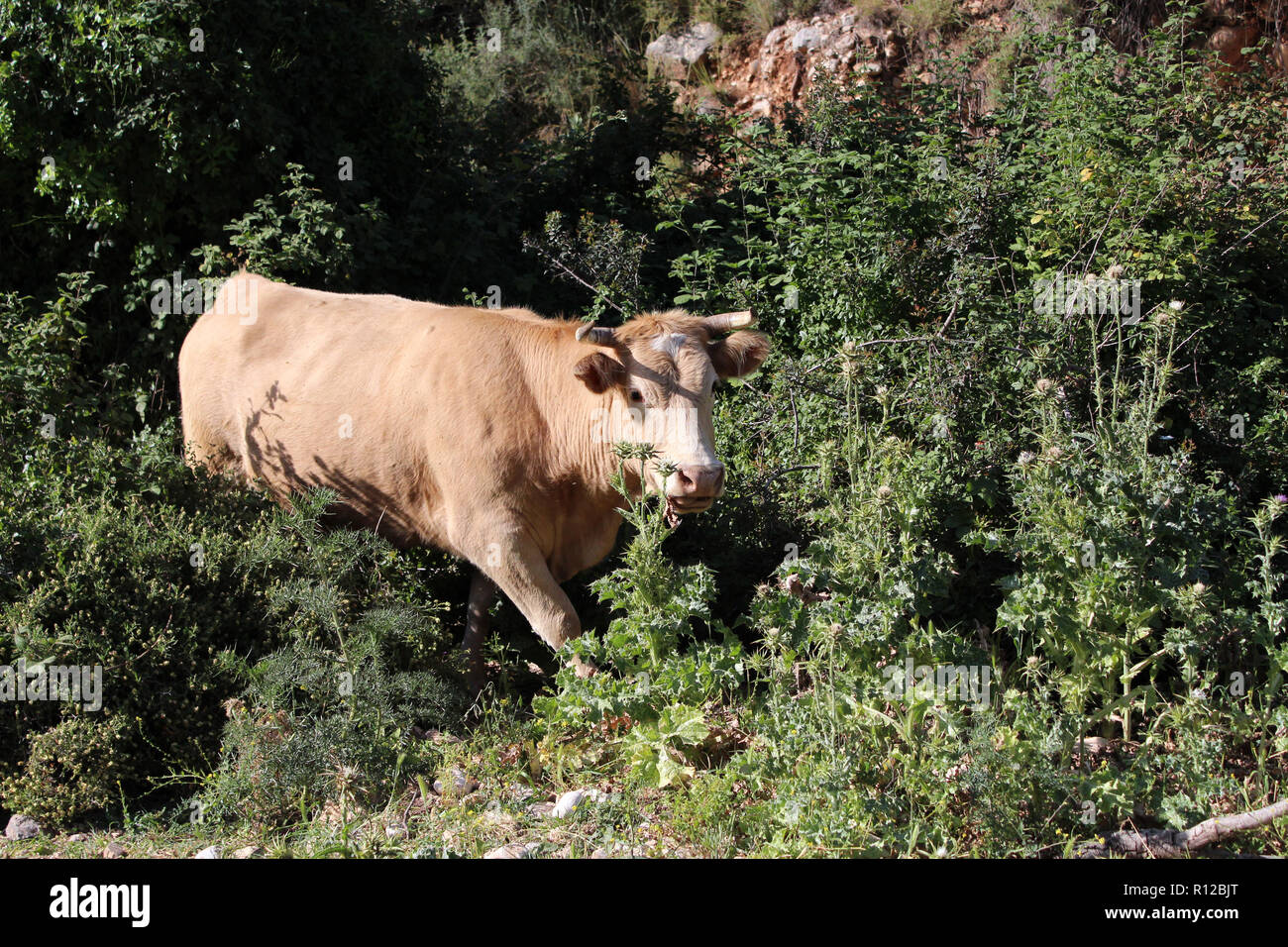 Walking the haifa trail hi-res stock photography and images - Alamy