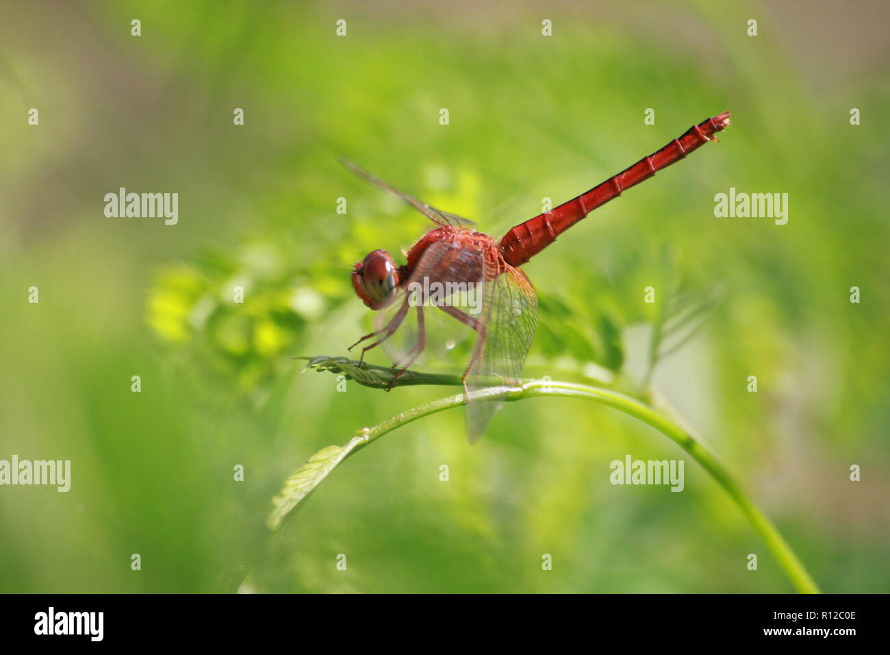 Crocothemis servilia hi-res stock photography and images - Alamy