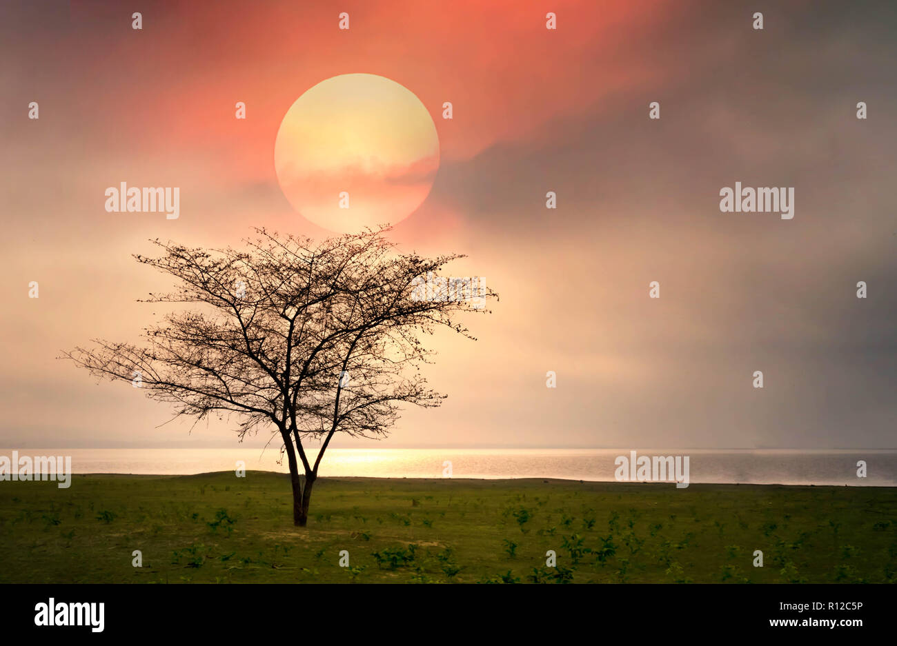 Alone tree in grass field during sunrise over lake . Beautiful natural ...