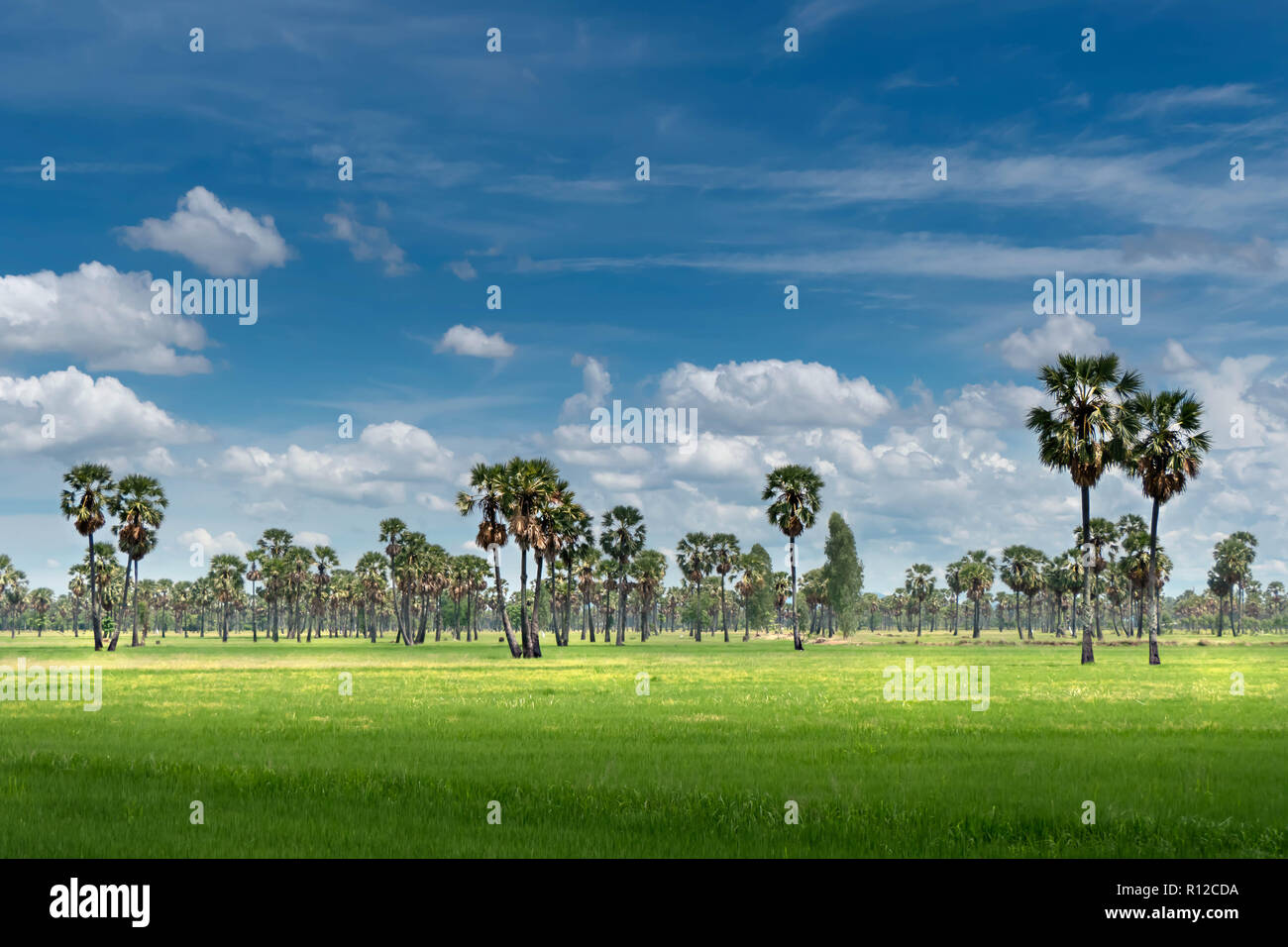 landscape of paddy field and sugar palm tree with blue sky background ...
