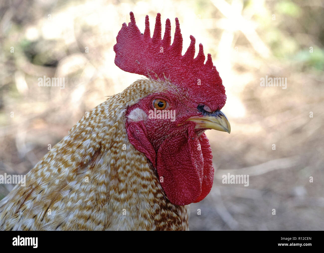 September, 2018 - Santander, Cantabria, Spain Portrait of a Spanish ...