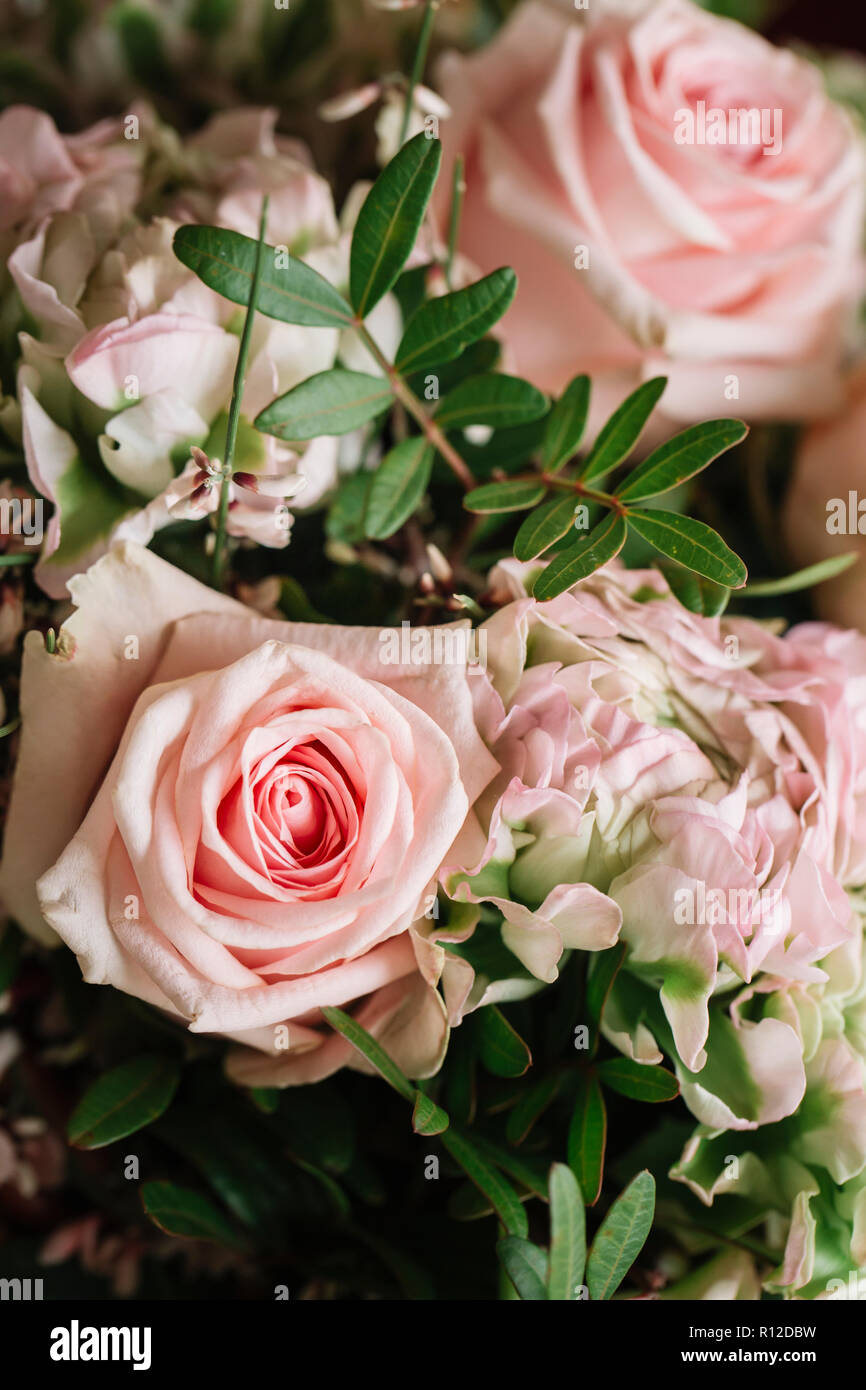 Soft pink roses hi-res stock photography and images - Alamy