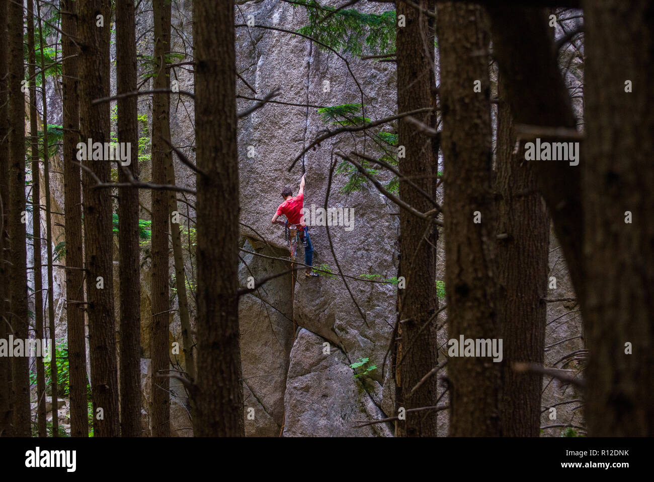 Scaling tree hi-res stock photography and images - Alamy
