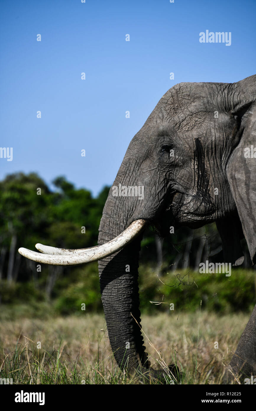 Elephant of Masai Mara, Kenya Stock Photo - Alamy