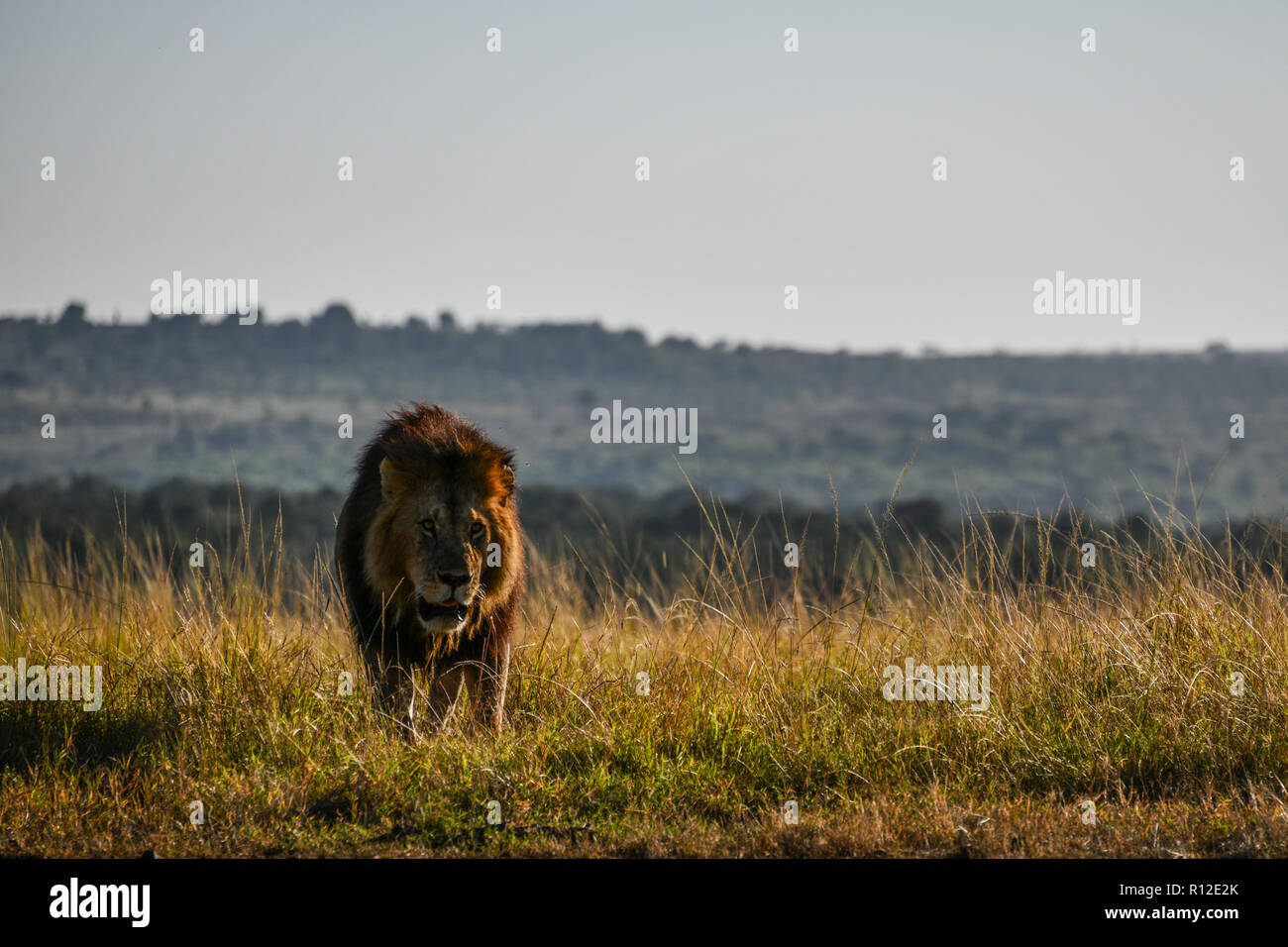 African plains landscape kenya hi-res stock photography and images - Alamy