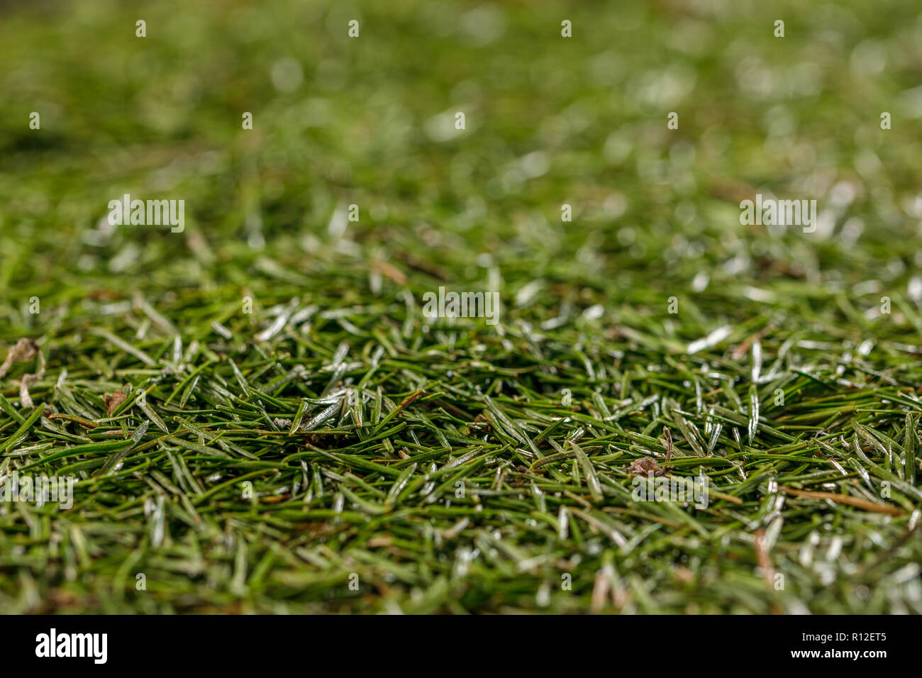 Macro photo of conifer needles for your background Stock Photo - Alamy