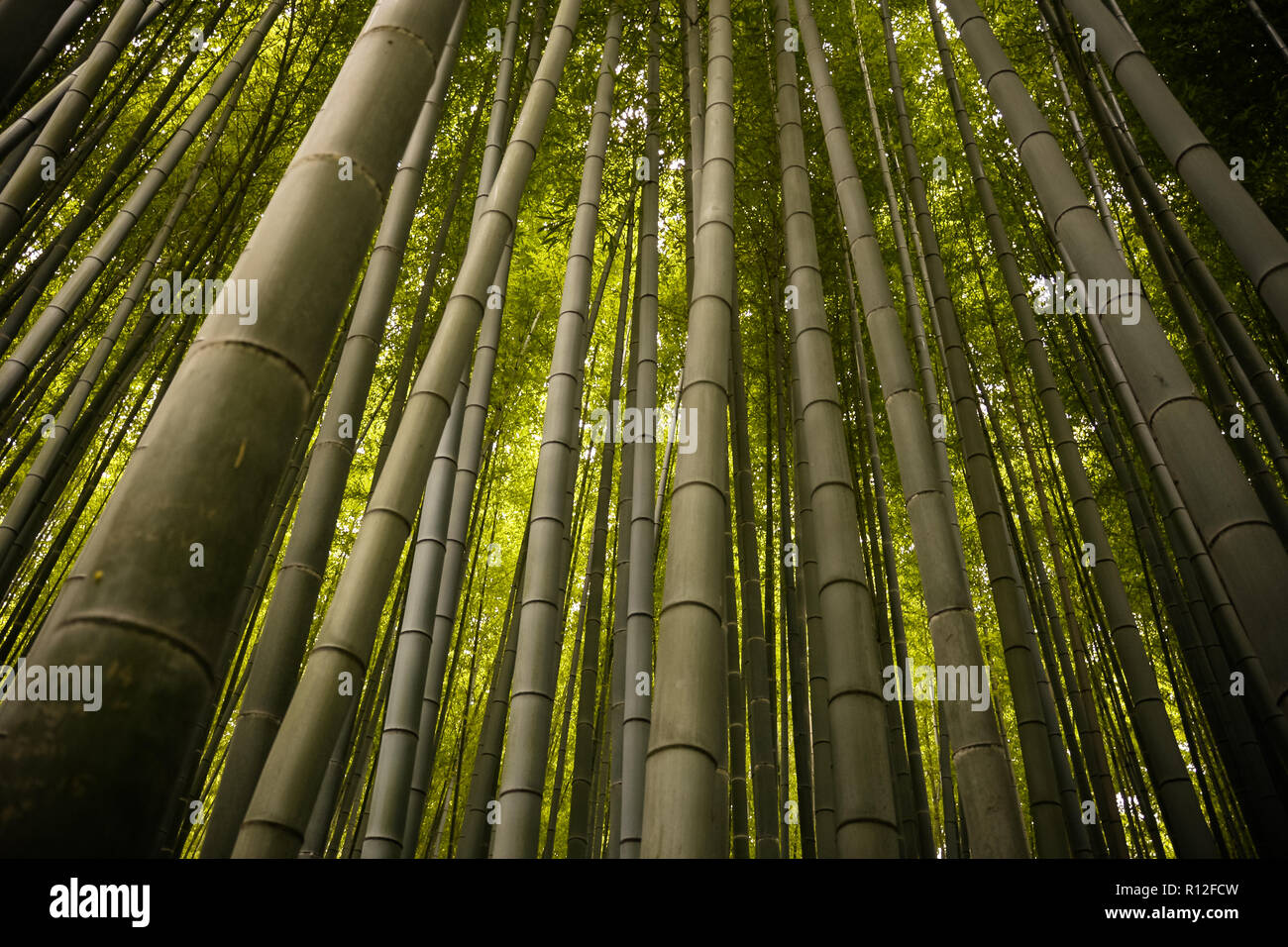Kyoto, japan and july hi-res stock photography and images - Alamy