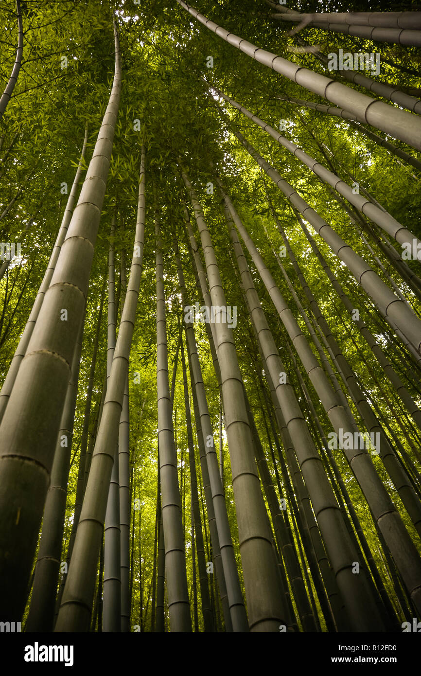 Bamboo Forest At Sagano Arashiyama Kyoto High Resolution Stock ...