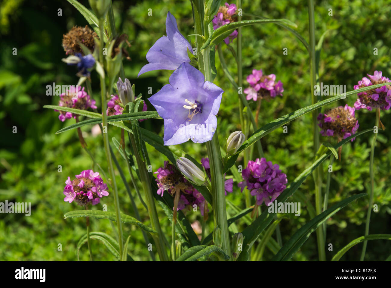 Pink flowers in the garden on grass background Stock Photo - Alamy
