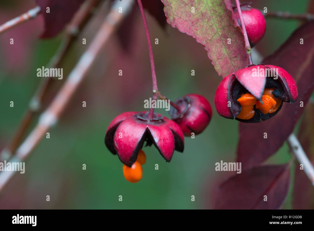 Korean spindle tree (Euonymus oxyphyllus), fruits, autumn Stock Photo ...