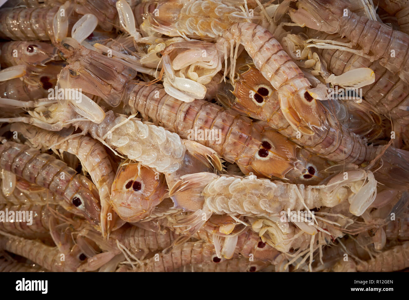 Mantis prawn hi-res stock photography and images - Alamy