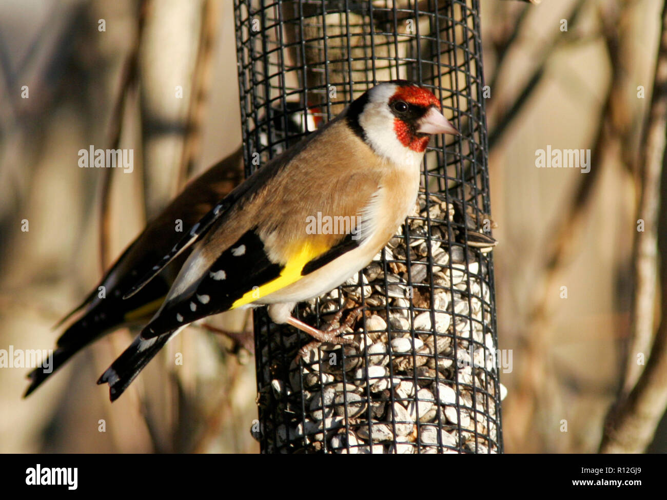 Garden seed feeder hi-res stock photography and images - Alamy