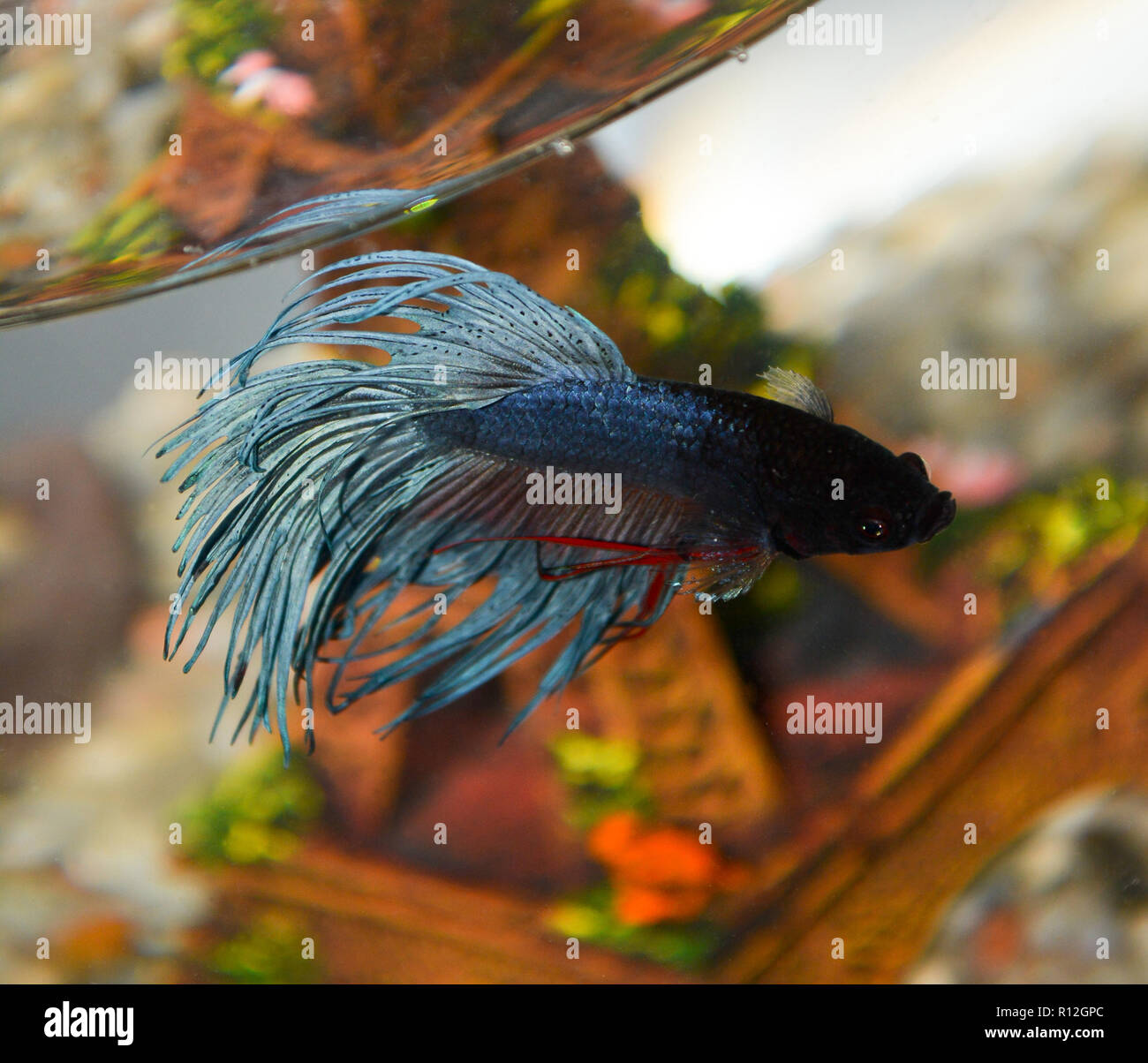 Golden fish close-up dark blue in the aquarium Stock Photo - Alamy