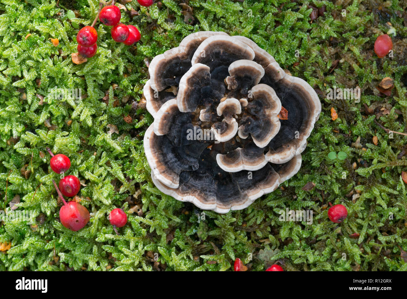 Turkeytail (Trametes versicolor, Coriolus versicolor, Polyporus ...