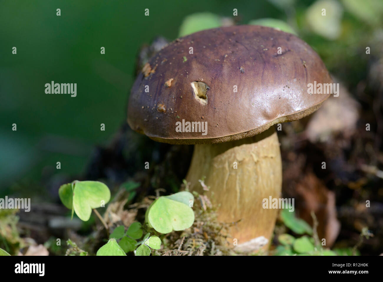 Synimleria badia hi-res stock photography and images - Alamy