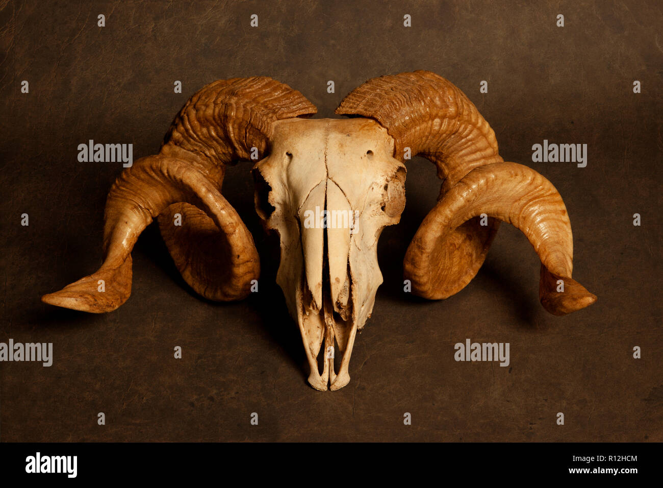 Skull of Goat Stock Photo - Alamy
