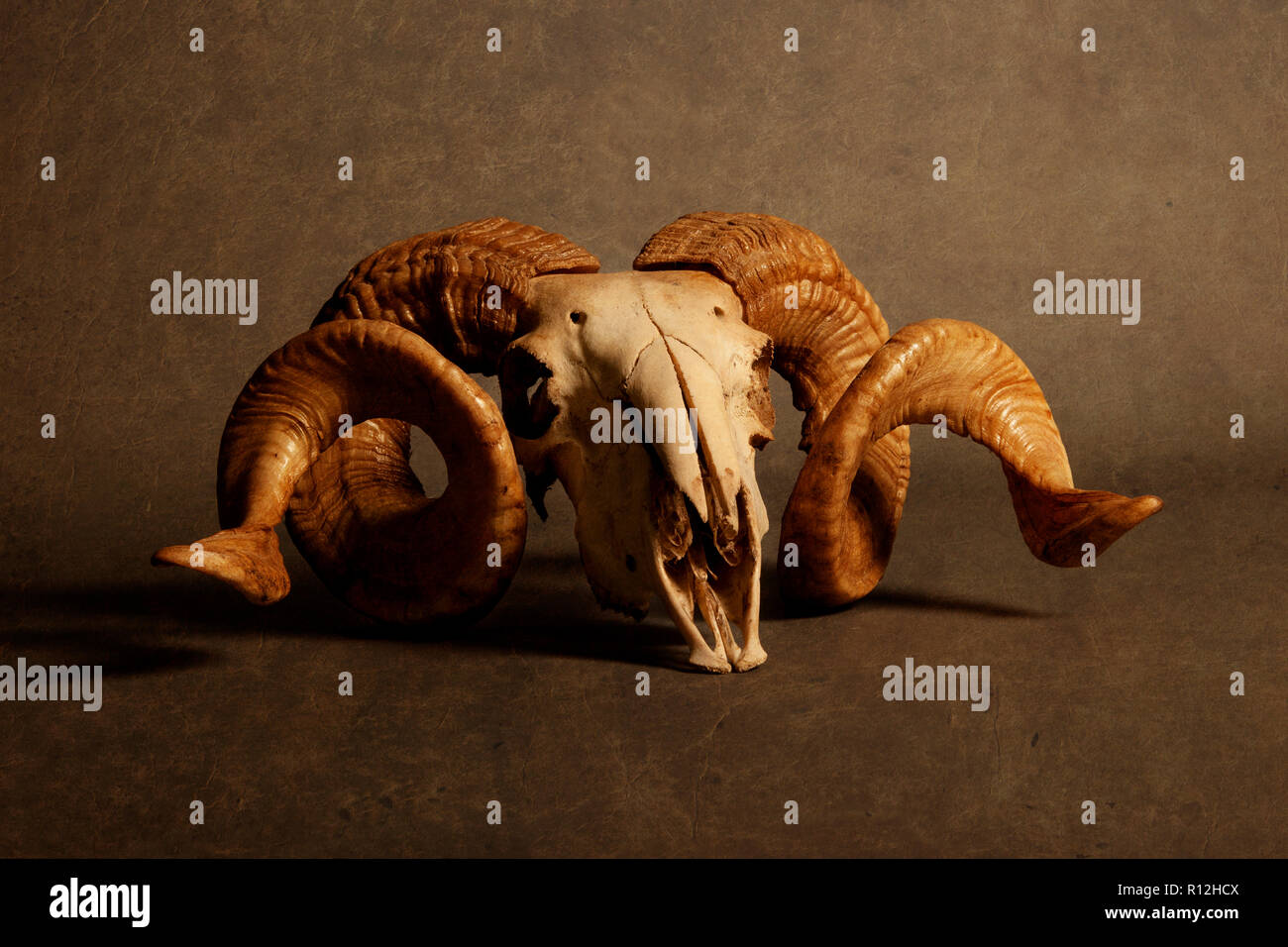 Skull of Goat Stock Photo - Alamy