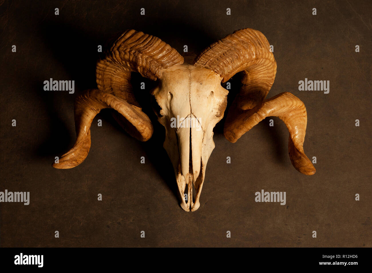 Skull of Goat Stock Photo - Alamy