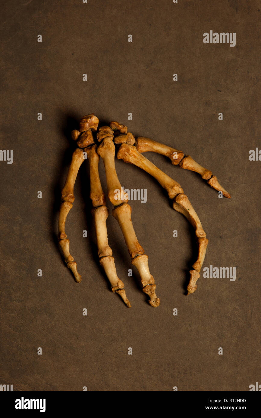 Skeleton of hand Stock Photo - Alamy
