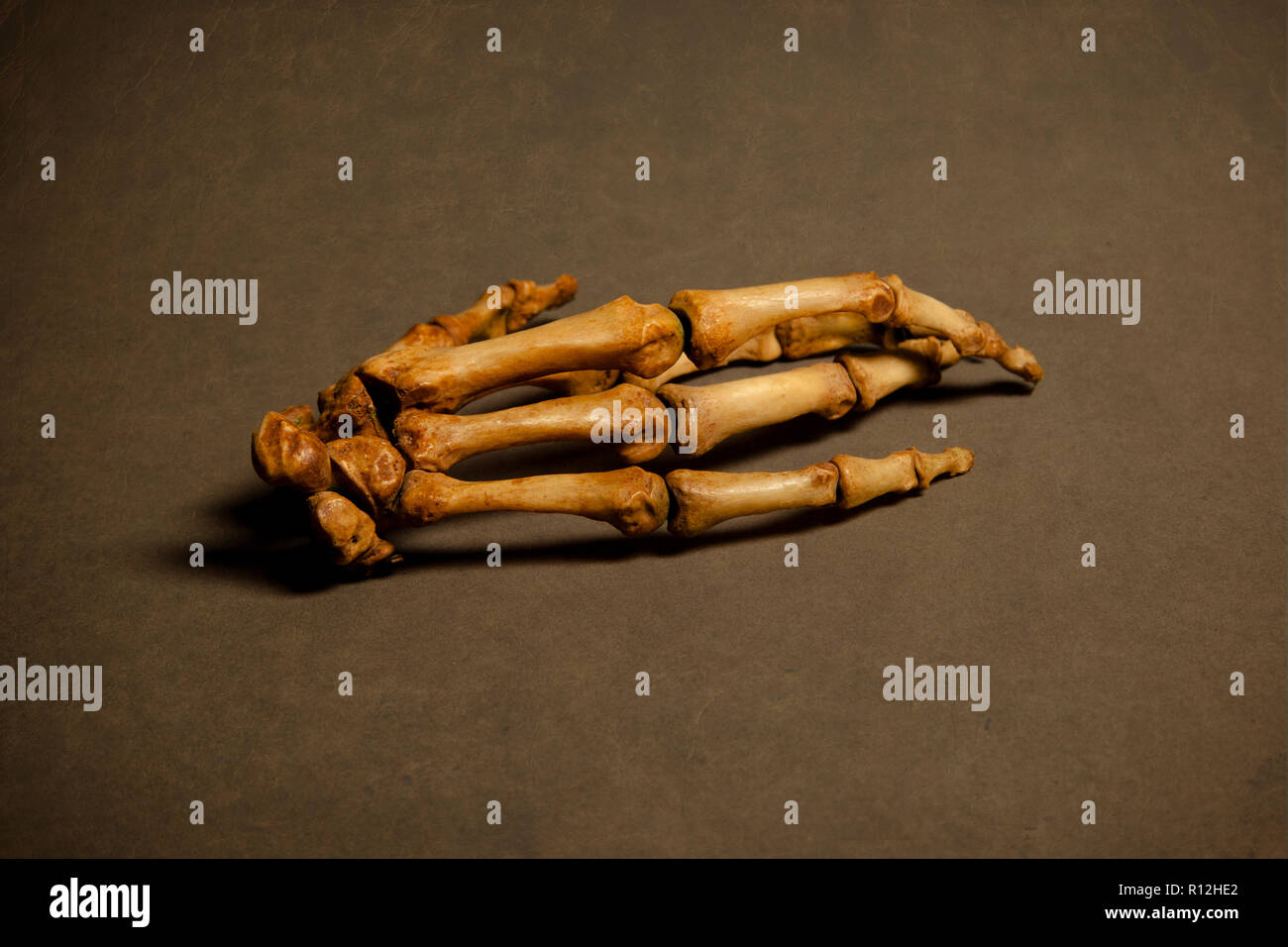 Skeleton of hand Stock Photo - Alamy