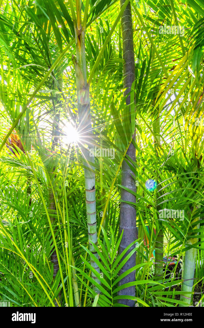 Bamboo light hi-res stock photography and images - Alamy
