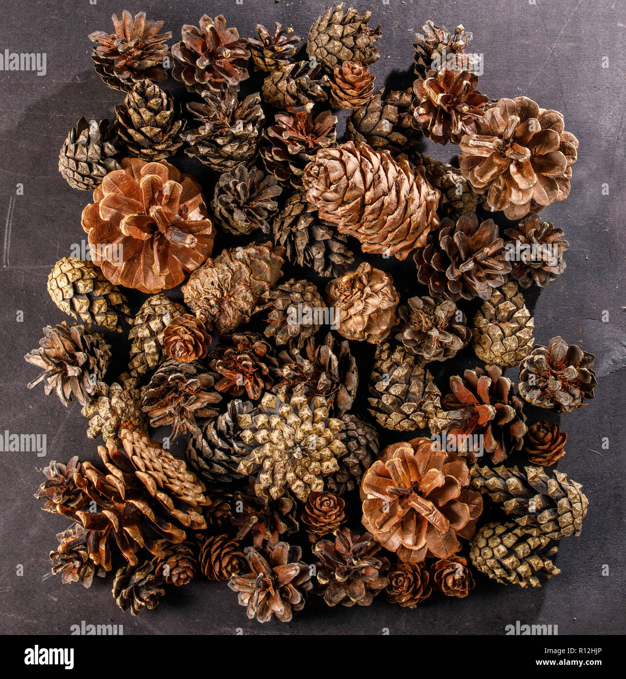 Cones of different trees laid out tightly to each other Stock Photo - Alamy
