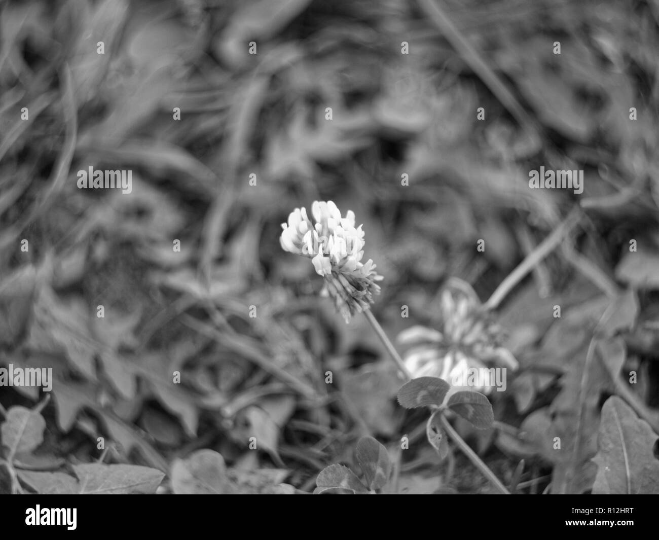 Clover black and white hi-res stock photography and images - Alamy
