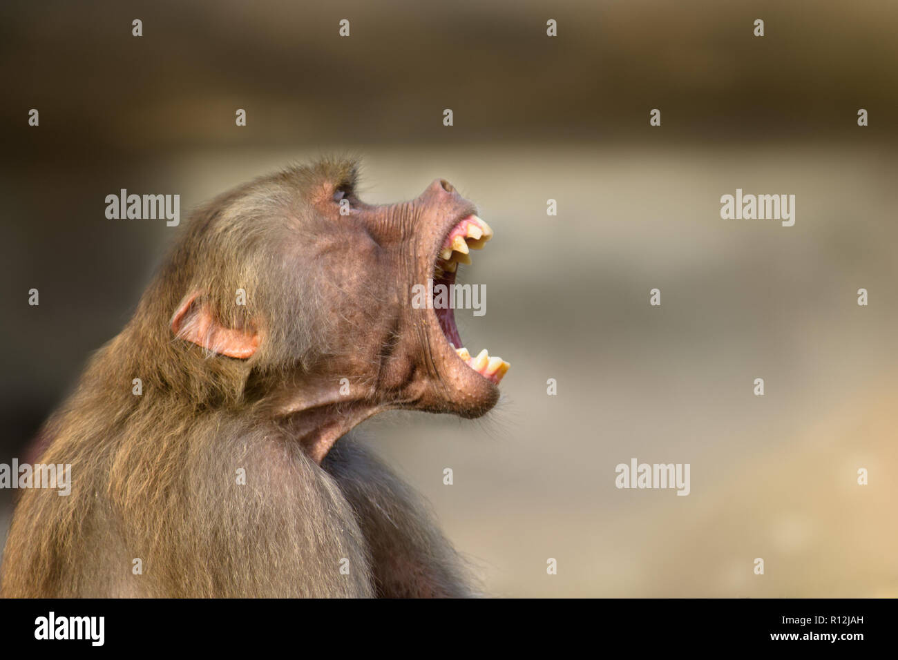 Baby Baboon Teeth