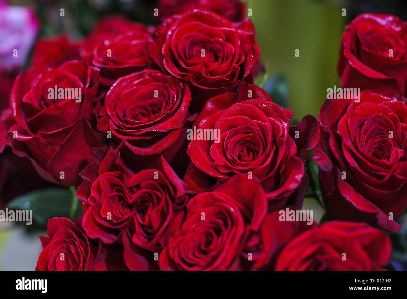 Natural roses velvet dark red with minimal retouching to give maximum ...