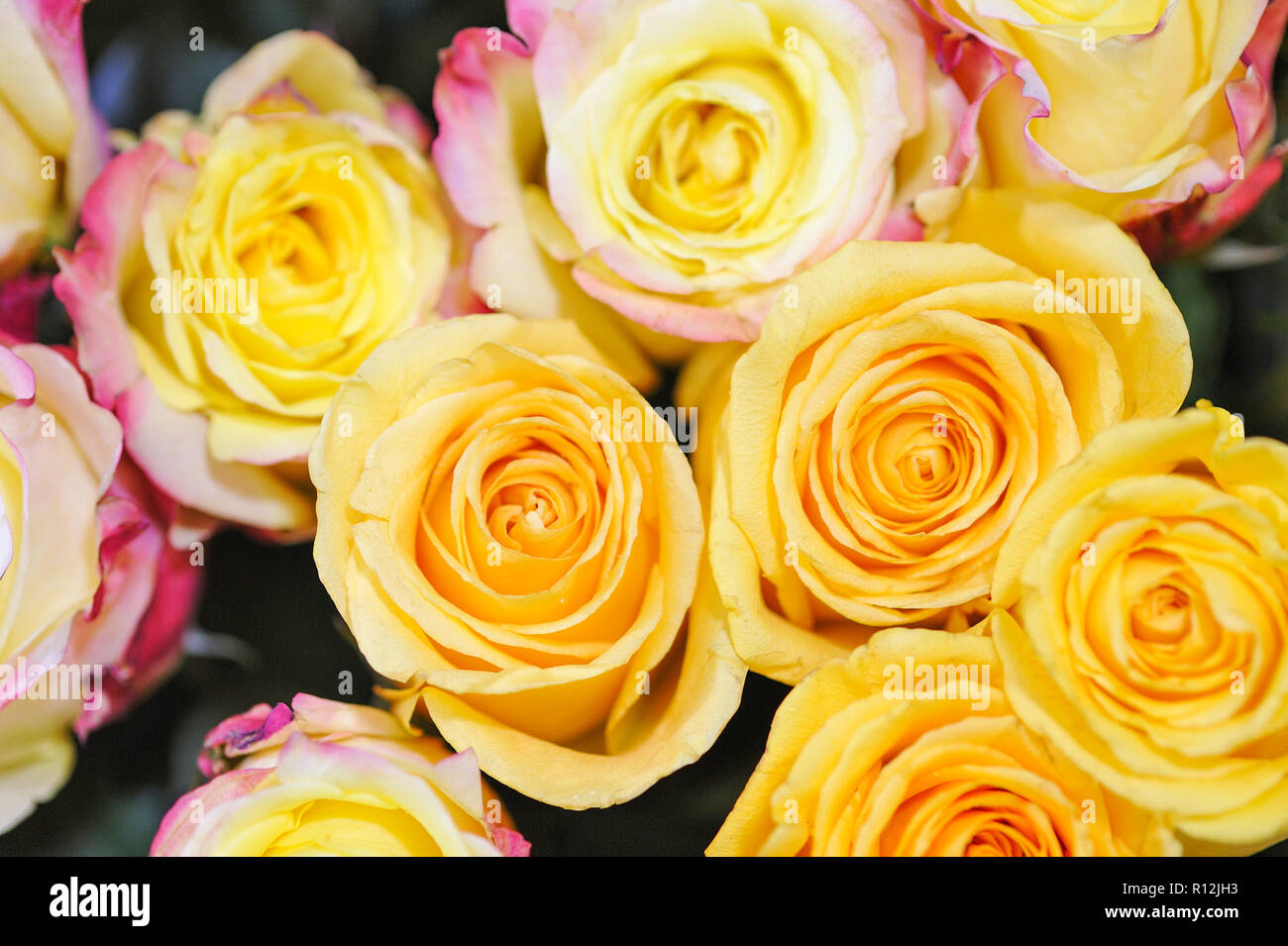 Natural roses delicate yellow-pink with minimal retouching to give ...
