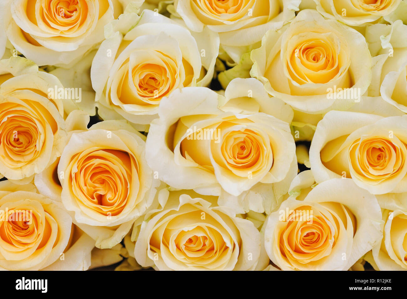 Natural roses delicate yellow white with minimal retouching to give ...