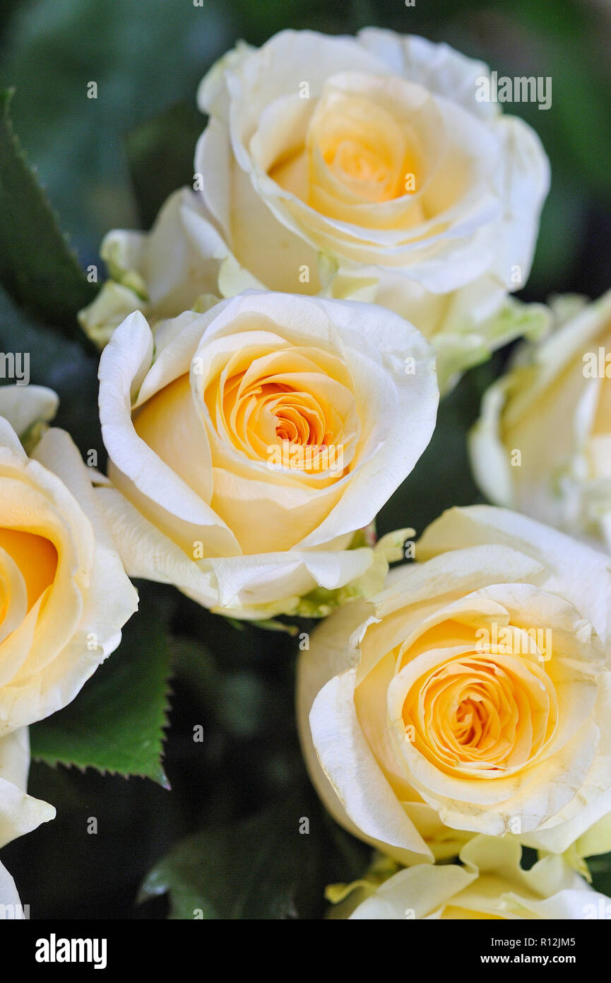 Natural roses delicate yellow white with minimal retouching to give ...