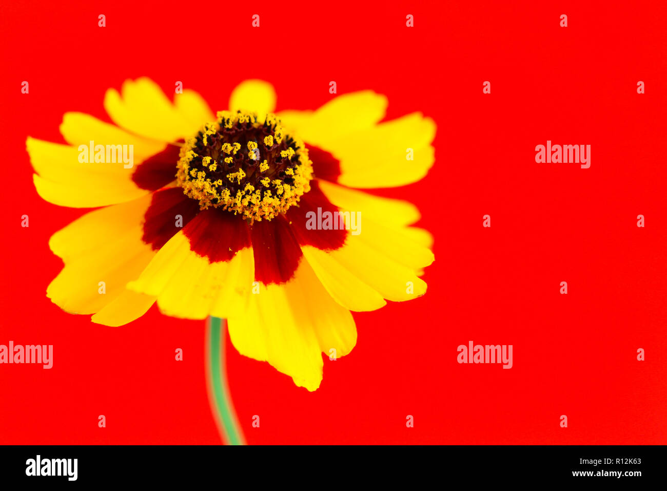 Yellow red orange wild flower Plains coreopsis, garden golden tickseed ...