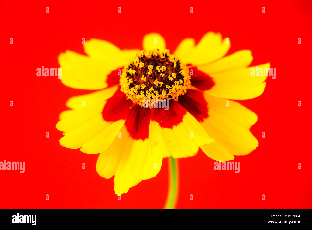 Yellow red orange wild flower Plains coreopsis, garden golden tickseed ...
