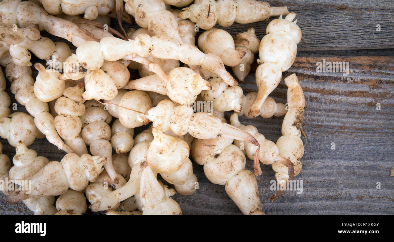 Chinese artichoke tubers hi-res stock photography and images - Alamy
