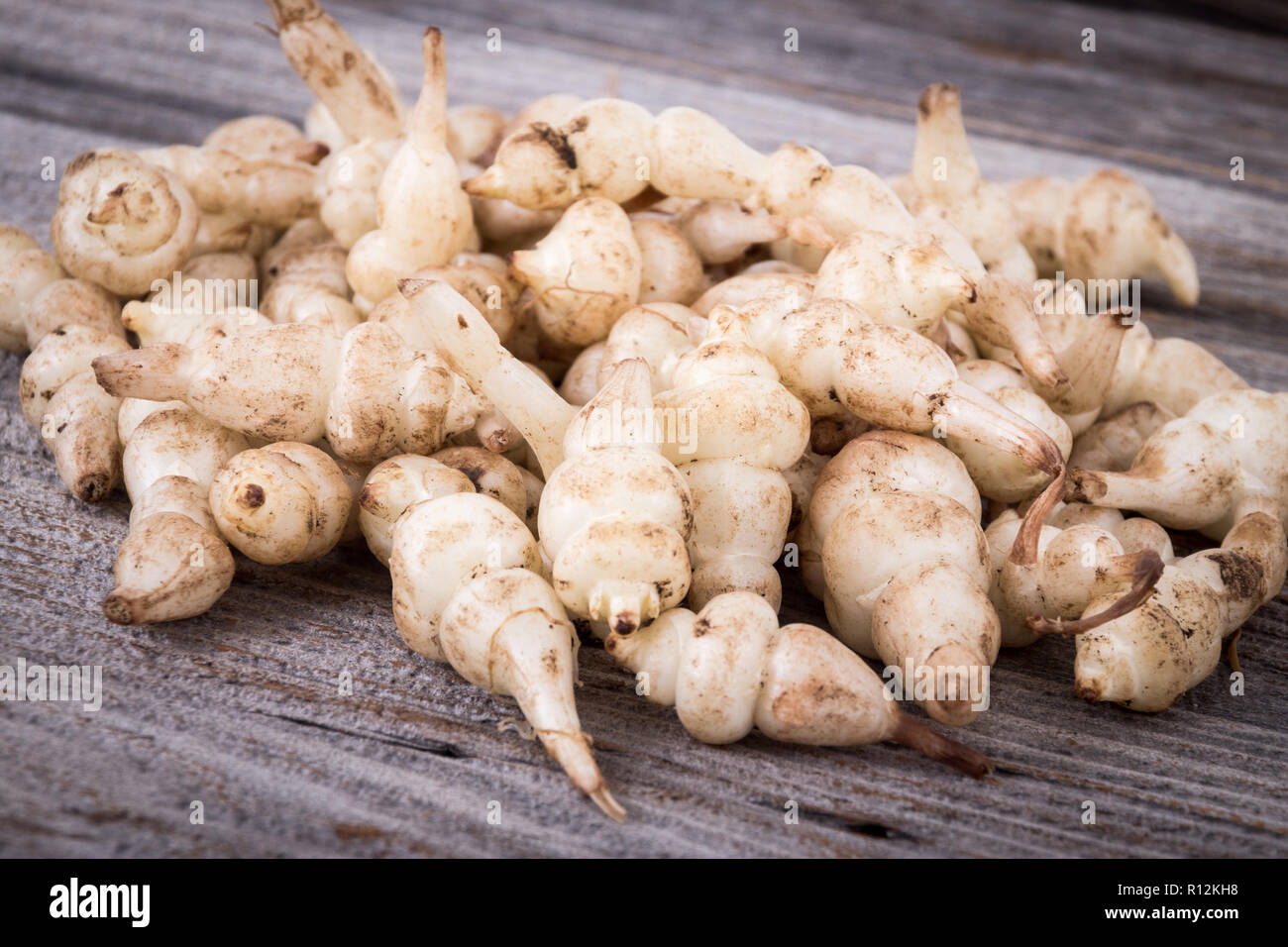 Tuber root rhizome hi-res stock photography and images - Alamy