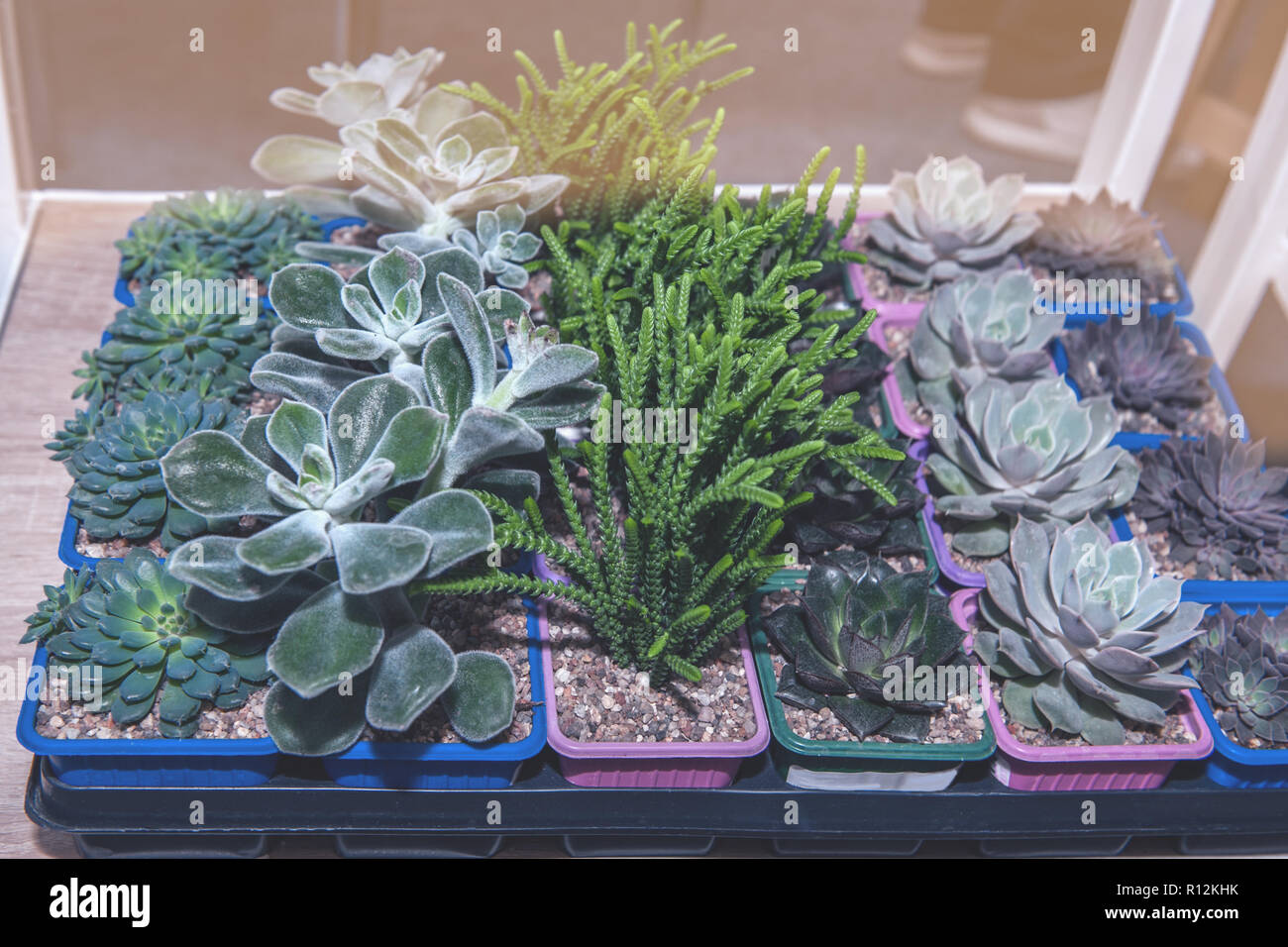 Fatty and other succulents in pots on racks in the storage room ...