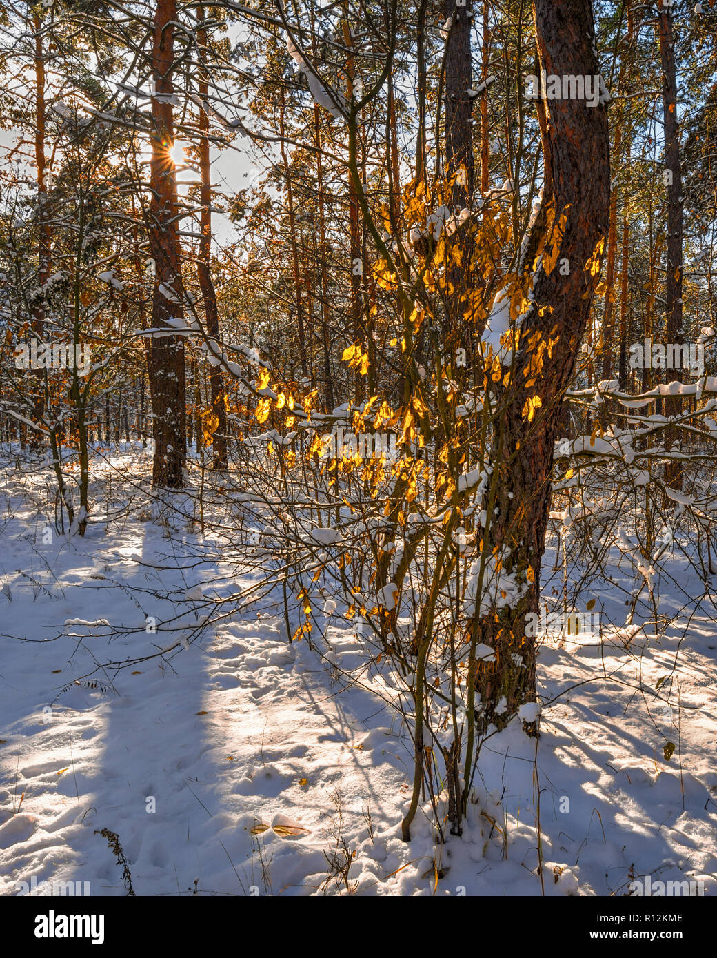 Christmas walk in woods hi-res stock photography and images - Alamy