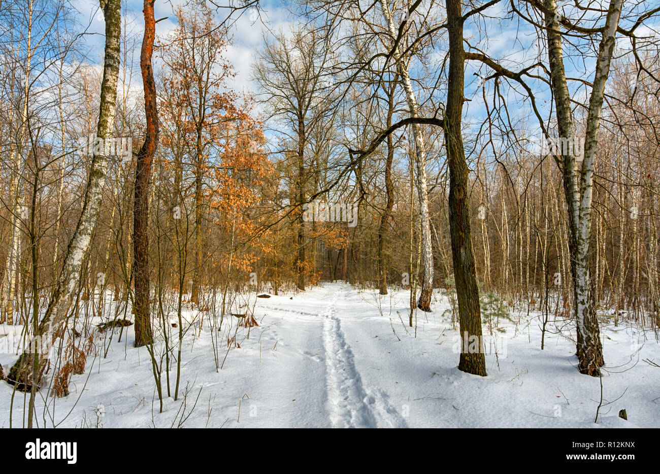 Forest walk in snow hi-res stock photography and images - Alamy