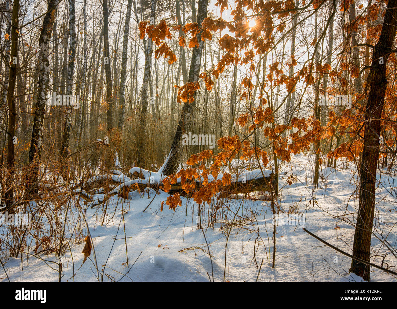 walk in the snowy woods. snow. winter. coldly Stock Photo - Alamy