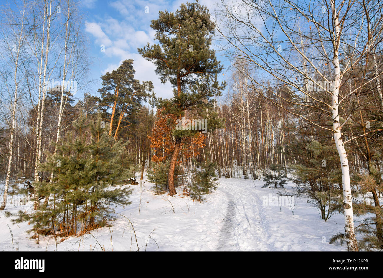 walk in the snowy woods. snow. winter. coldly Stock Photo - Alamy