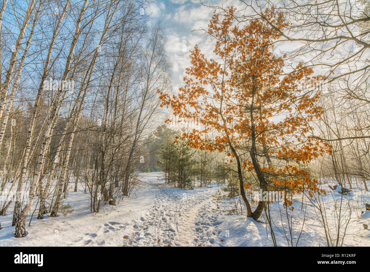 walk in the snowy woods. snow. winter. coldly Stock Photo - Alamy