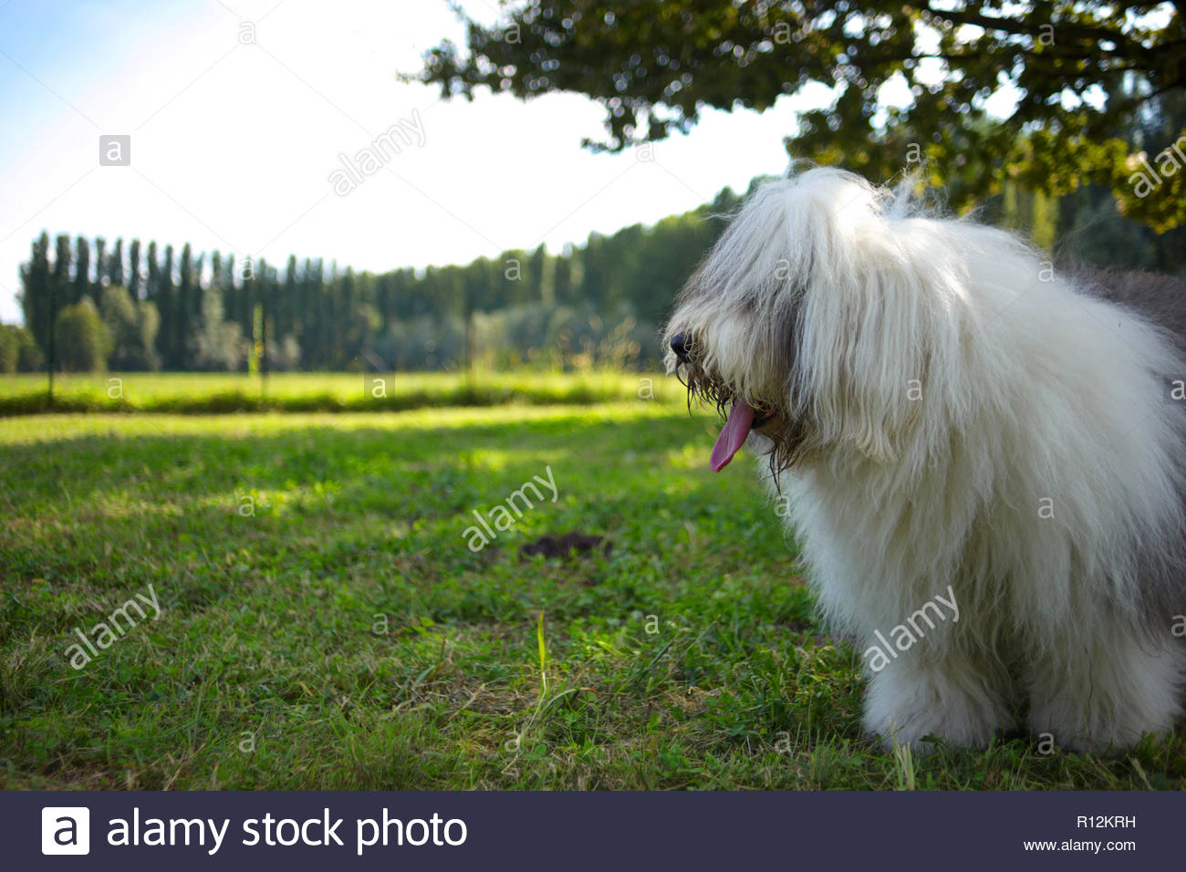 Old English Sheepdog Sheep Stock Photos & Old English Sheepdog Sheep ...