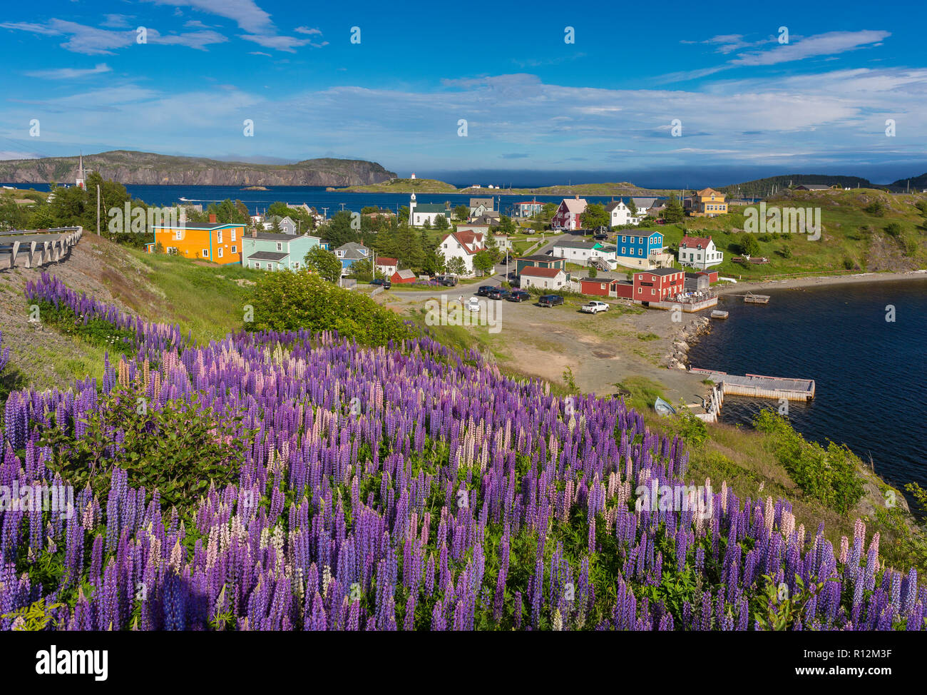 TRINITY, NEWFOUNDLAND, CANADA - Purple Lupins bloom at the small town ...