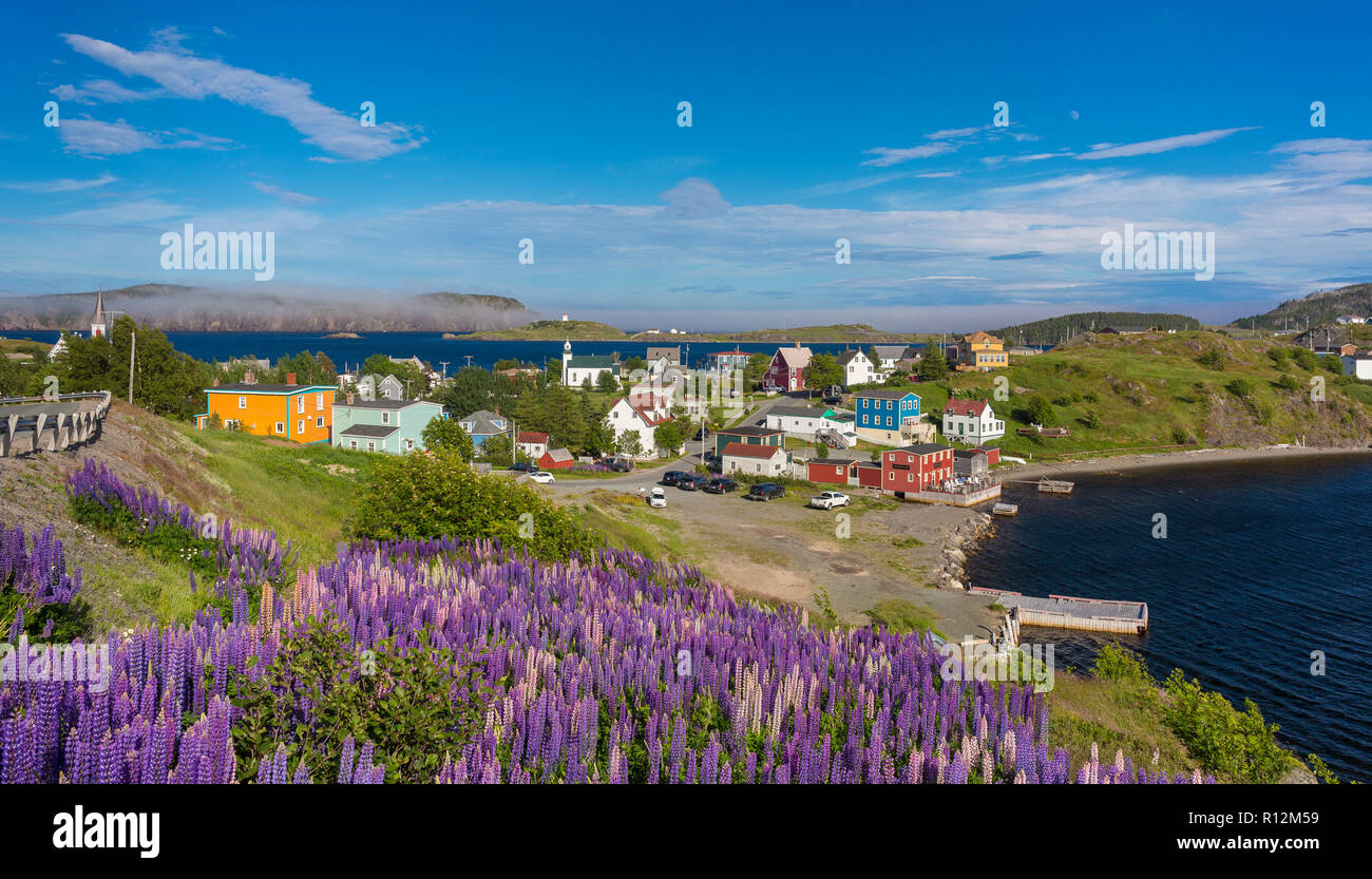 TRINITY, NEWFOUNDLAND, CANADA - Purple Lupins bloom at the small town ...
