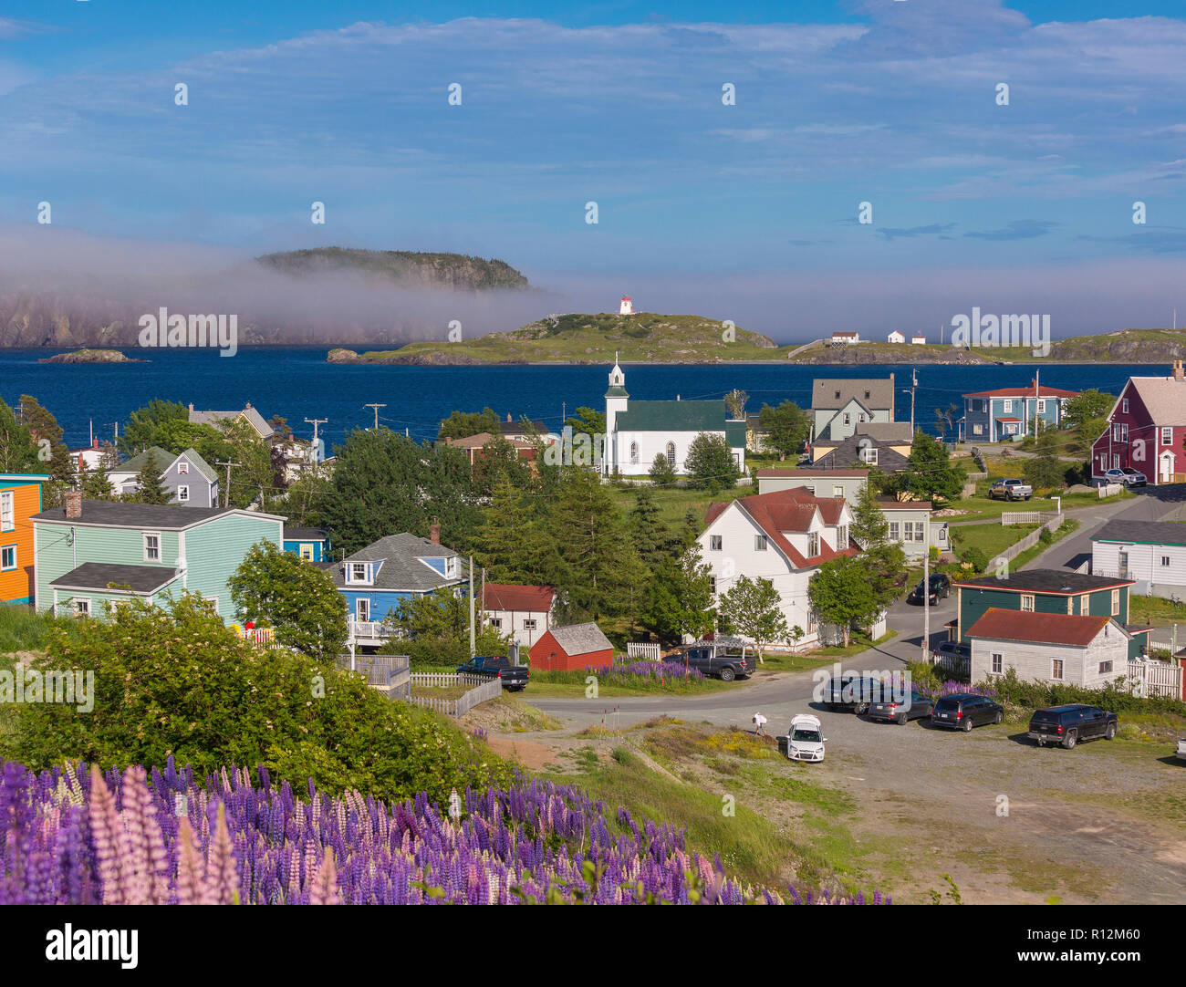 TRINITY, NEWFOUNDLAND, CANADA - Purple Lupins bloom at the small town ...