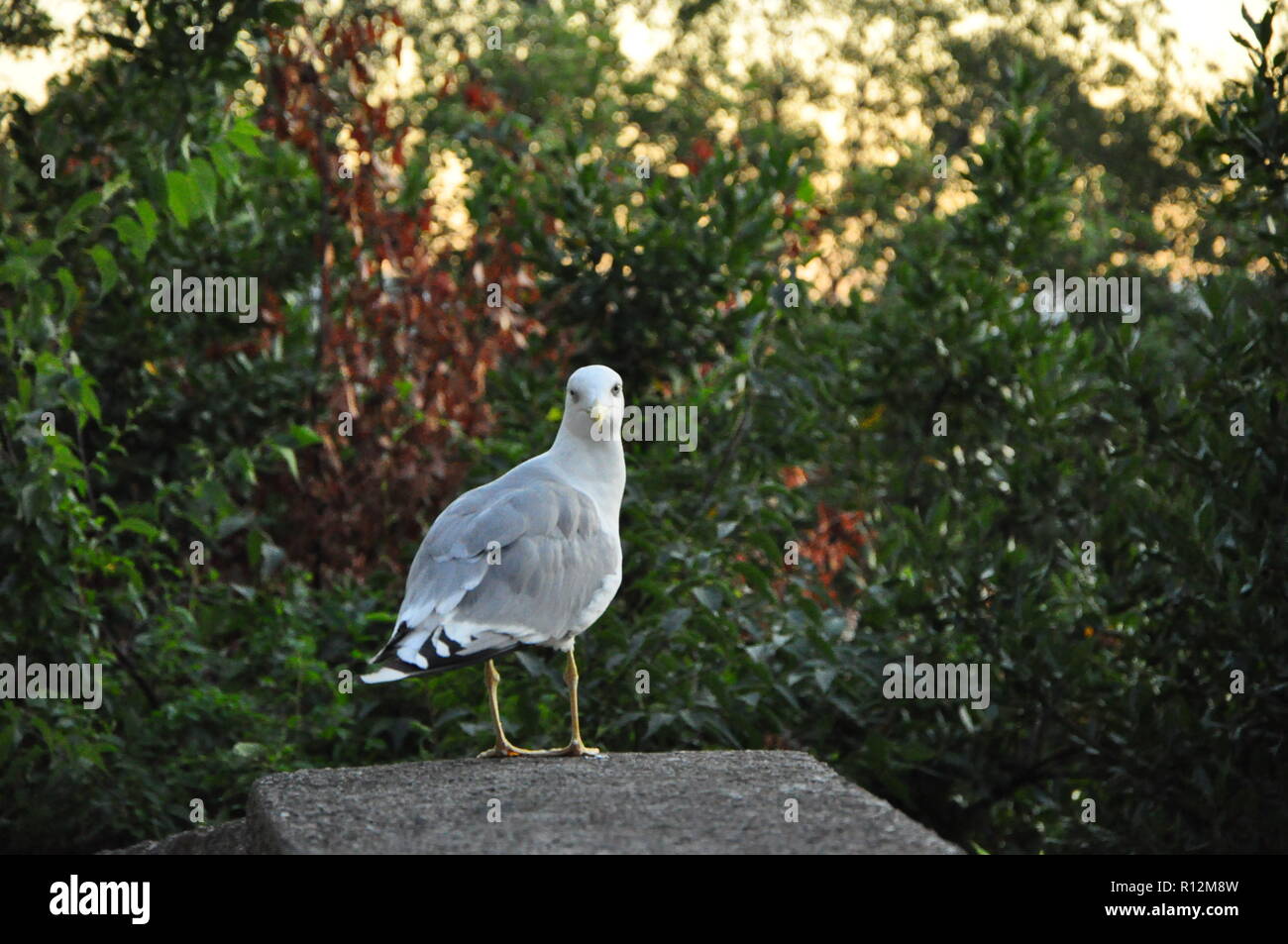 Seagull standing on rock with trees and park in background,looking at ...